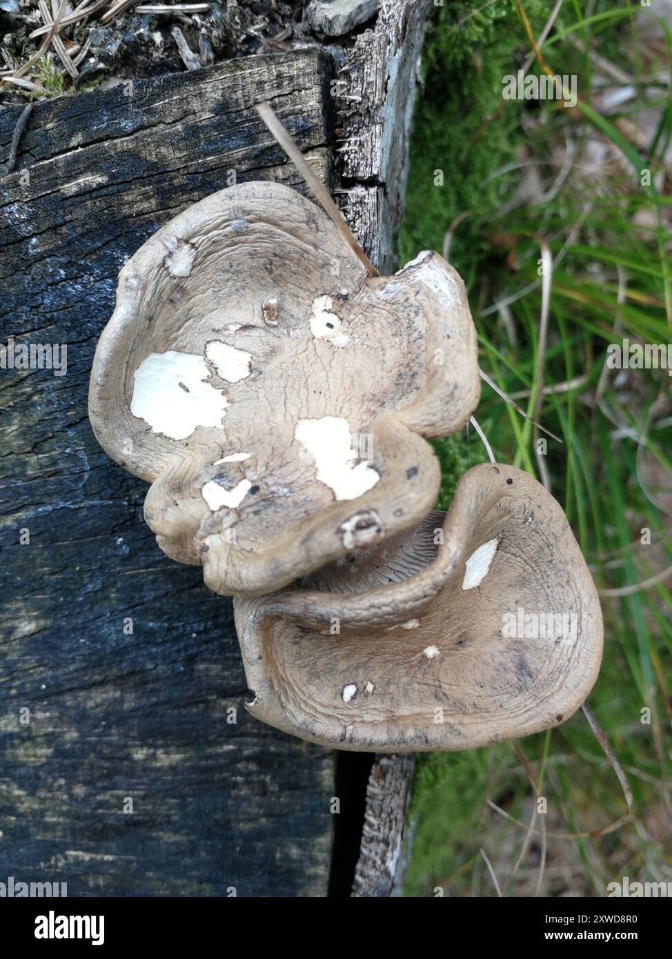shelf fungi (Polyporales) Fungi Stock Photo - Alamy