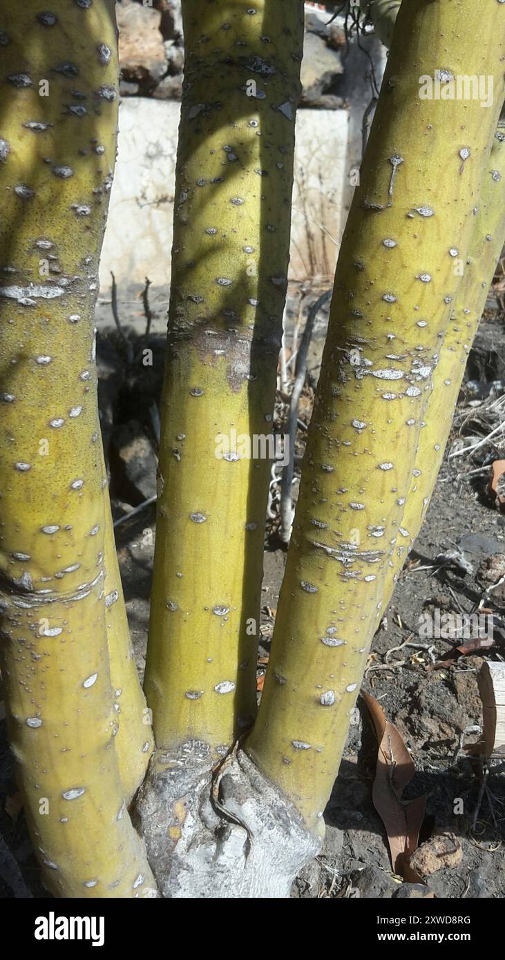 Canary Islands Candle-Plant (Kleinia neriifolia) Plantae Stock Photo ...