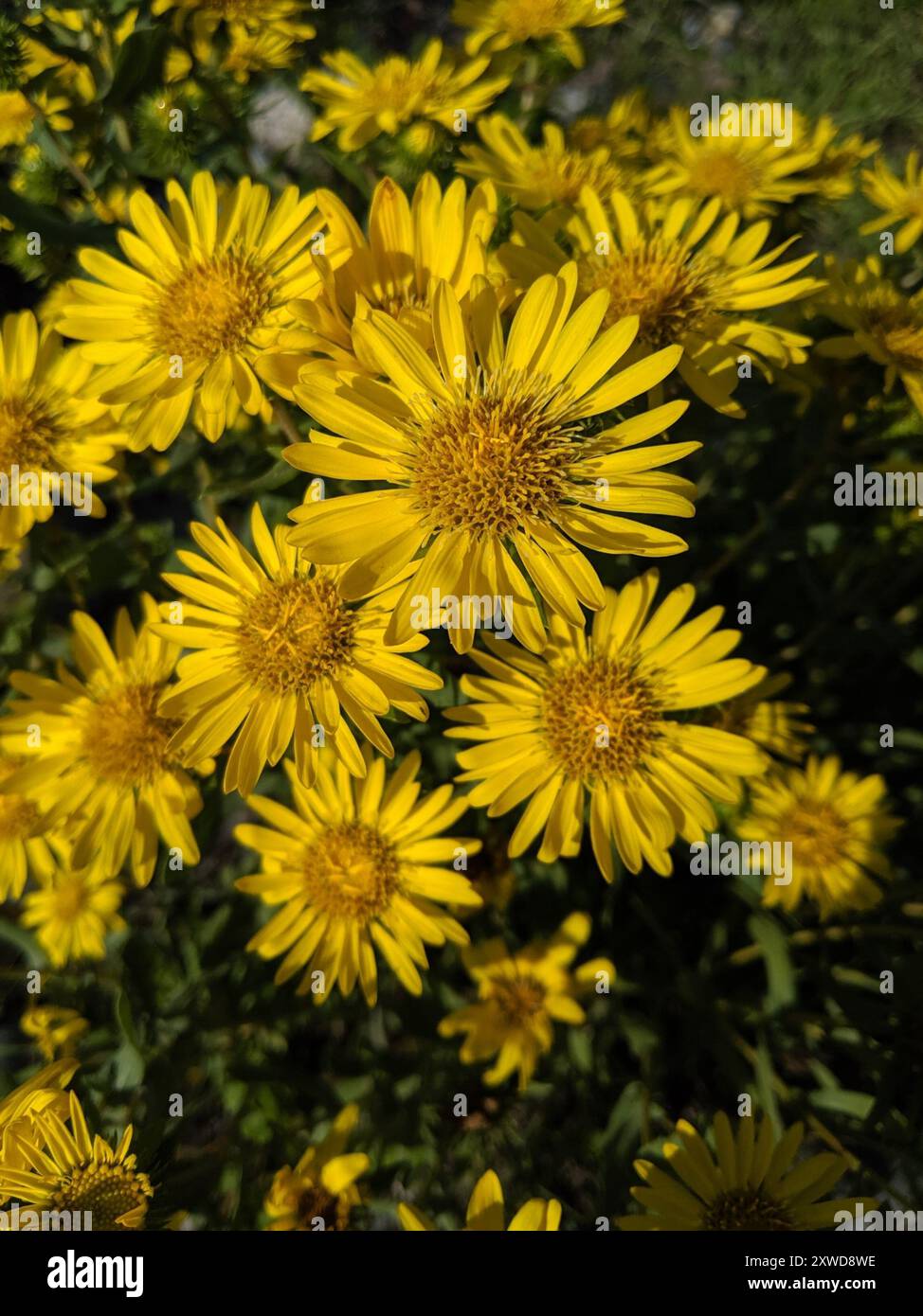 Oregon Gumplant (Grindelia stricta) Plantae Stock Photo - Alamy