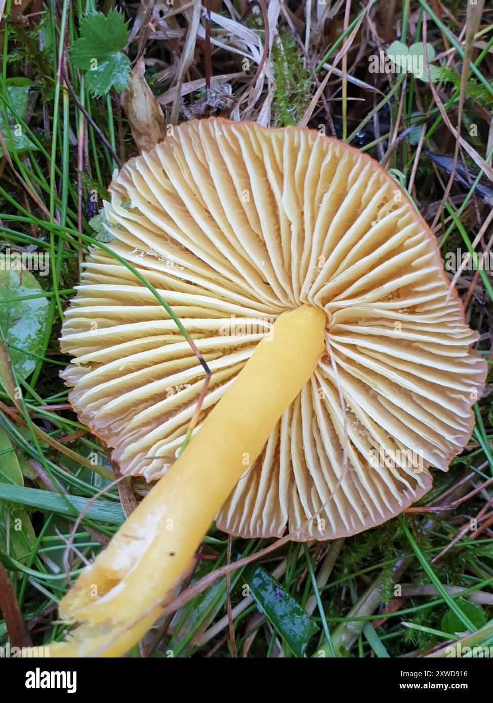 Ceracea hi-res stock photography and images - Alamy
