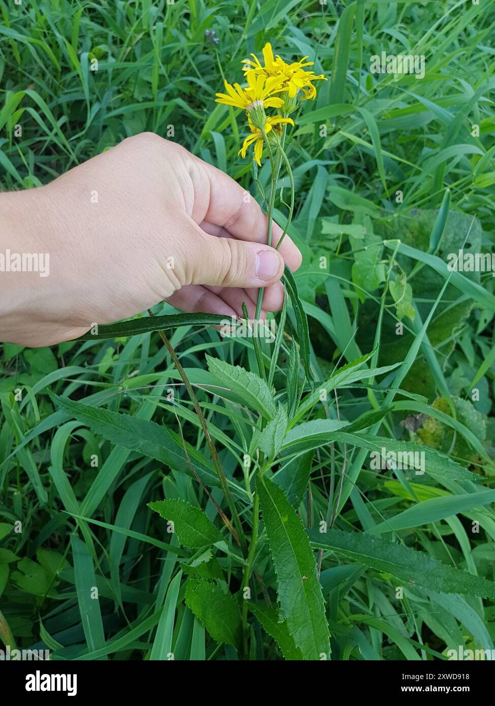 Fen Ragwort (Jacobaea paludosa paludosa) Plantae Stock Photo - Alamy