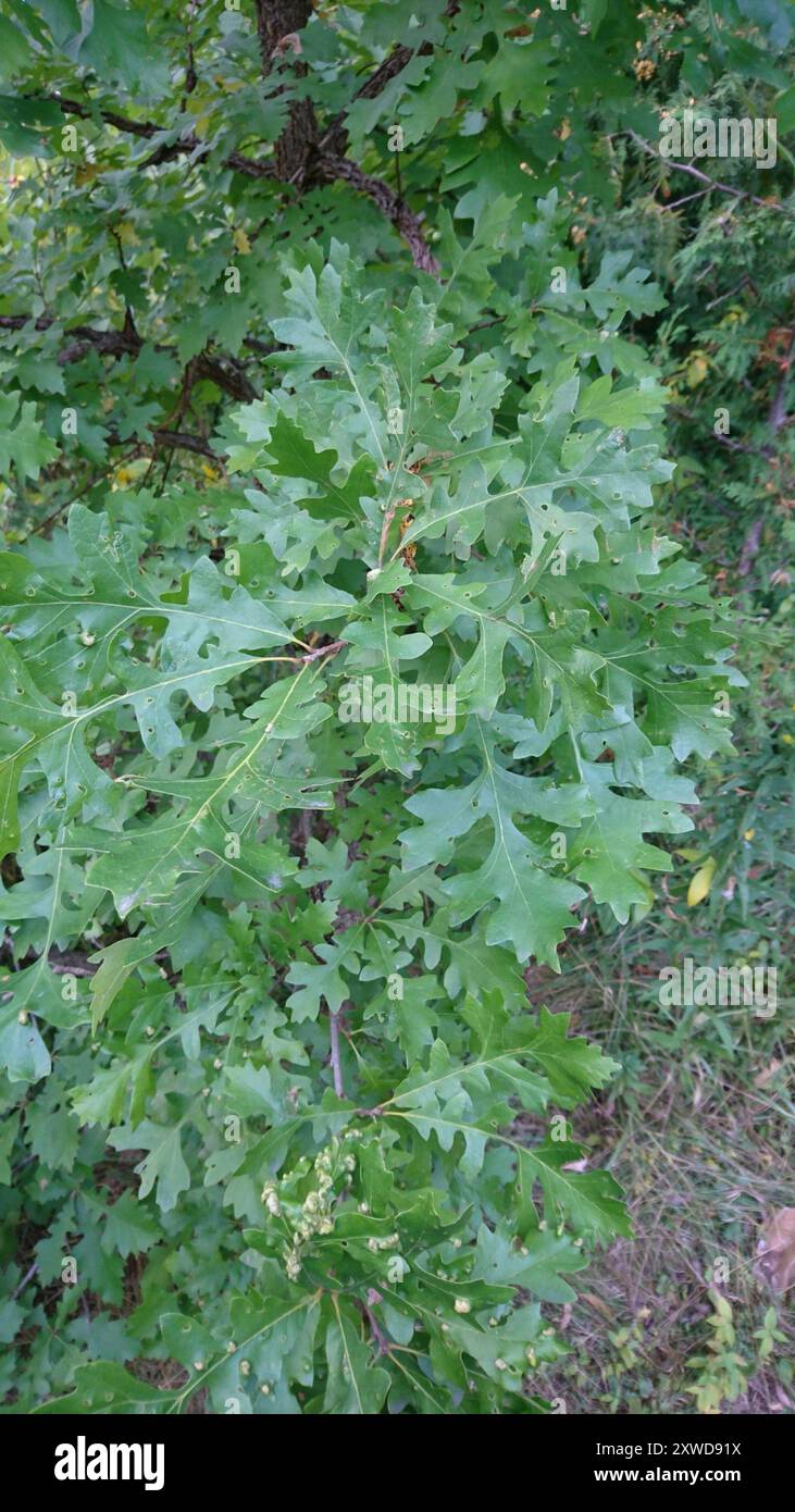 bur oak (Quercus macrocarpa) Plantae Stock Photo - Alamy