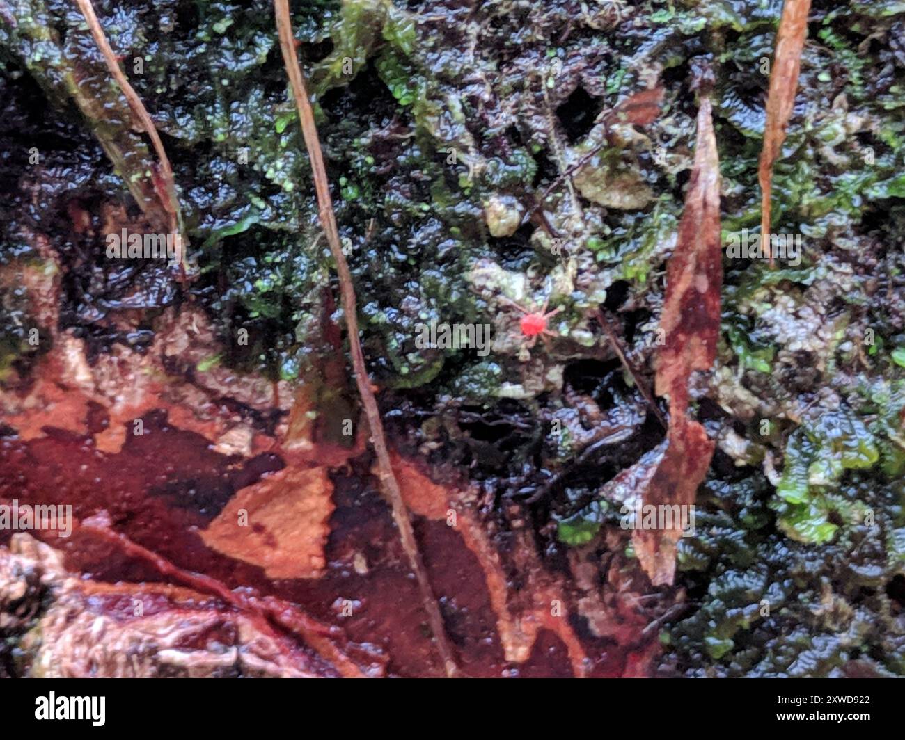 Trombidiform Mites (Trombidiformes) Arachnida Stock Photo - Alamy