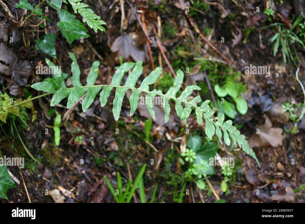 polypody ferns (Polypodium) Plantae Stock Photo - Alamy