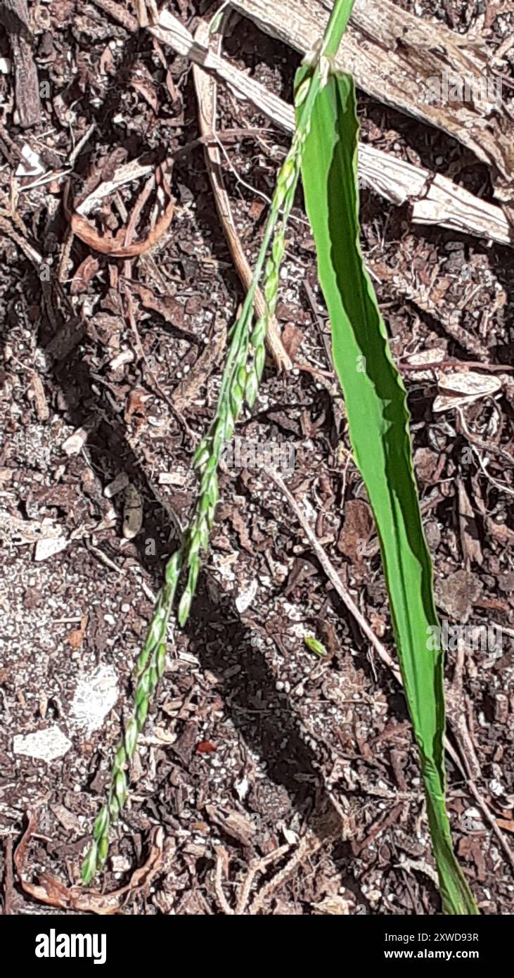 panic veldtgrass (Ehrharta erecta) Plantae Stock Photo - Alamy
