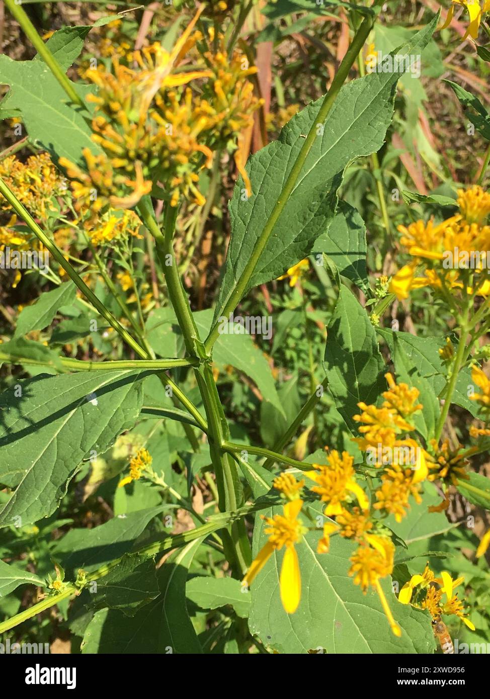 Yellow Crownbeard (Verbesina occidentalis) Plantae Stock Photo - Alamy