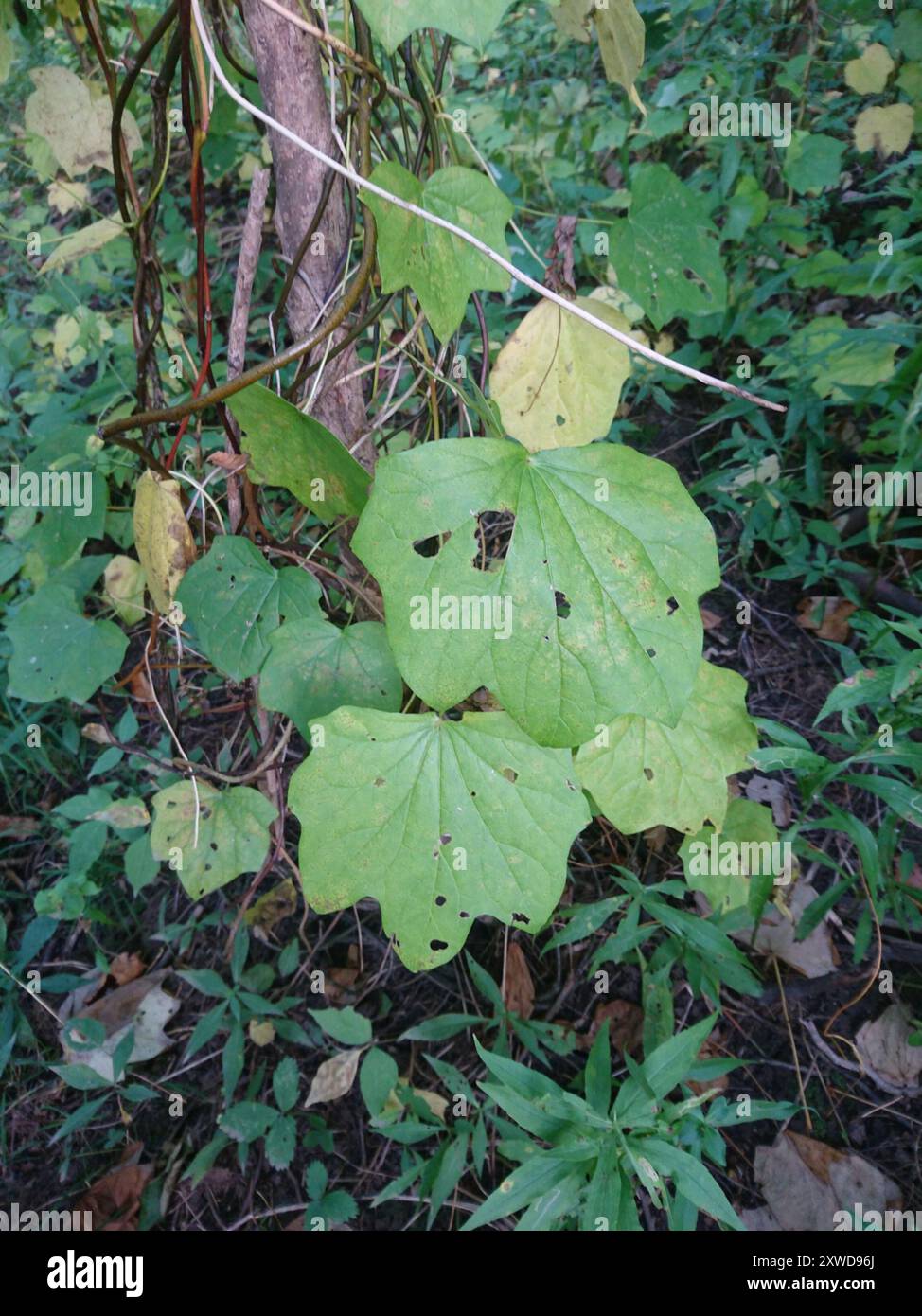 moonseed (Menispermum canadense) Plantae Stock Photo - Alamy
