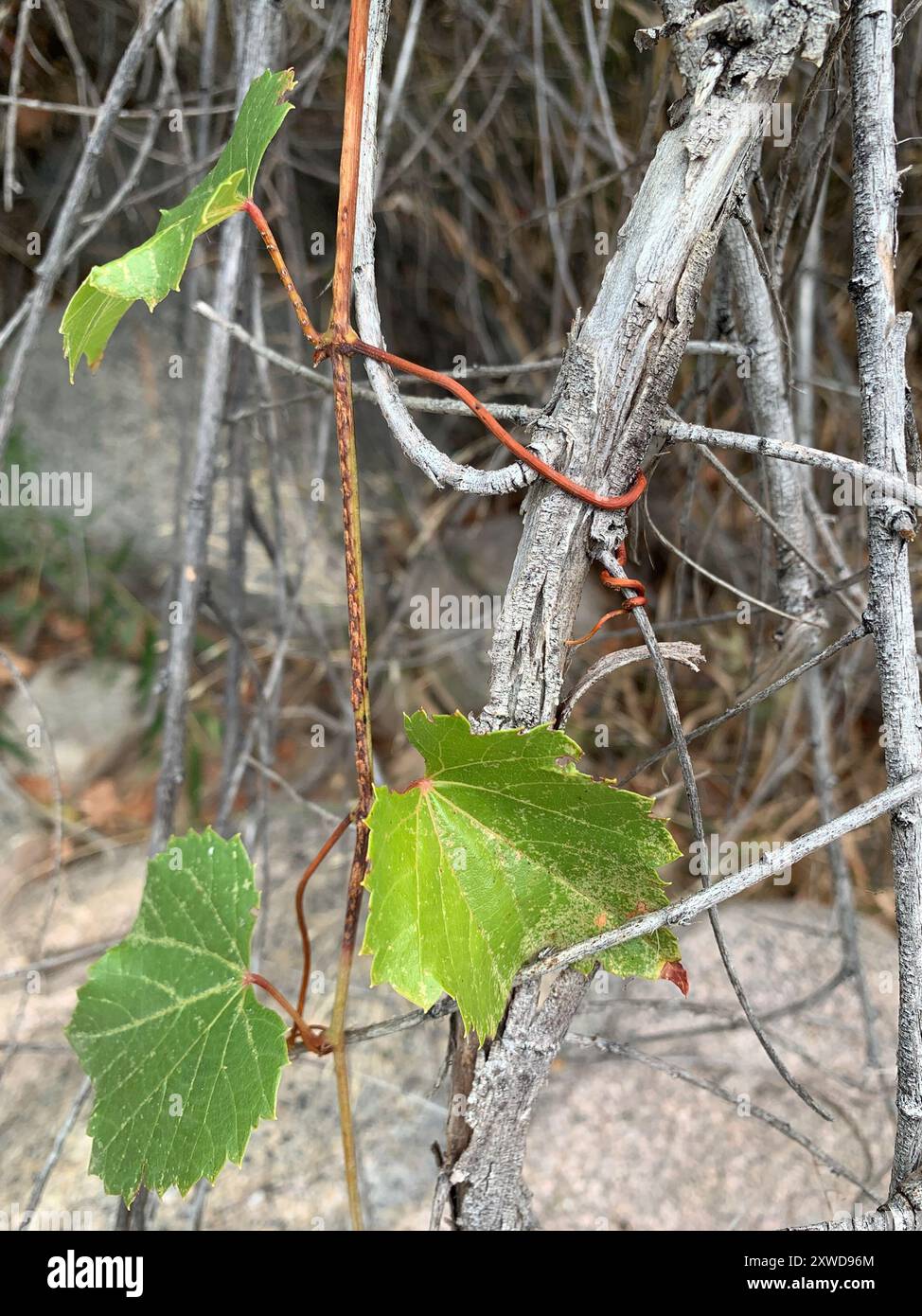 Vitis arizonica hi-res stock photography and images - Alamy