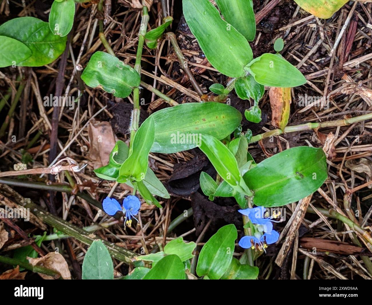 climbing dayflower (Commelina diffusa) Plantae Stock Photo - Alamy