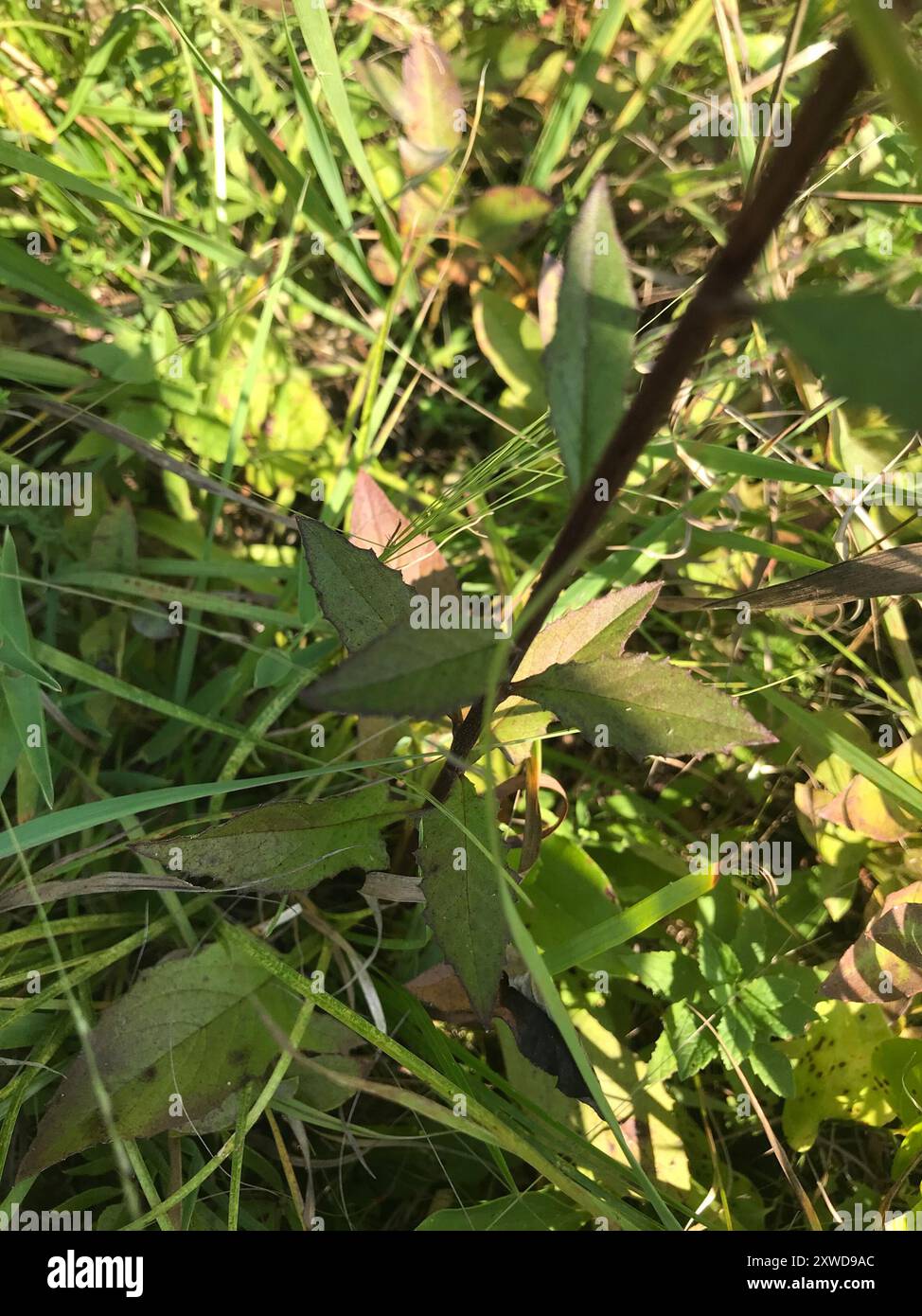tall rattlesnake root (Nabalus altissimus) Plantae Stock Photo - Alamy