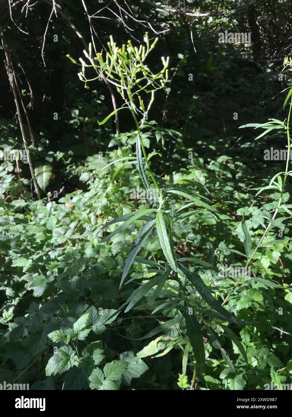 Senecio minimus hi-res stock photography and images - Alamy