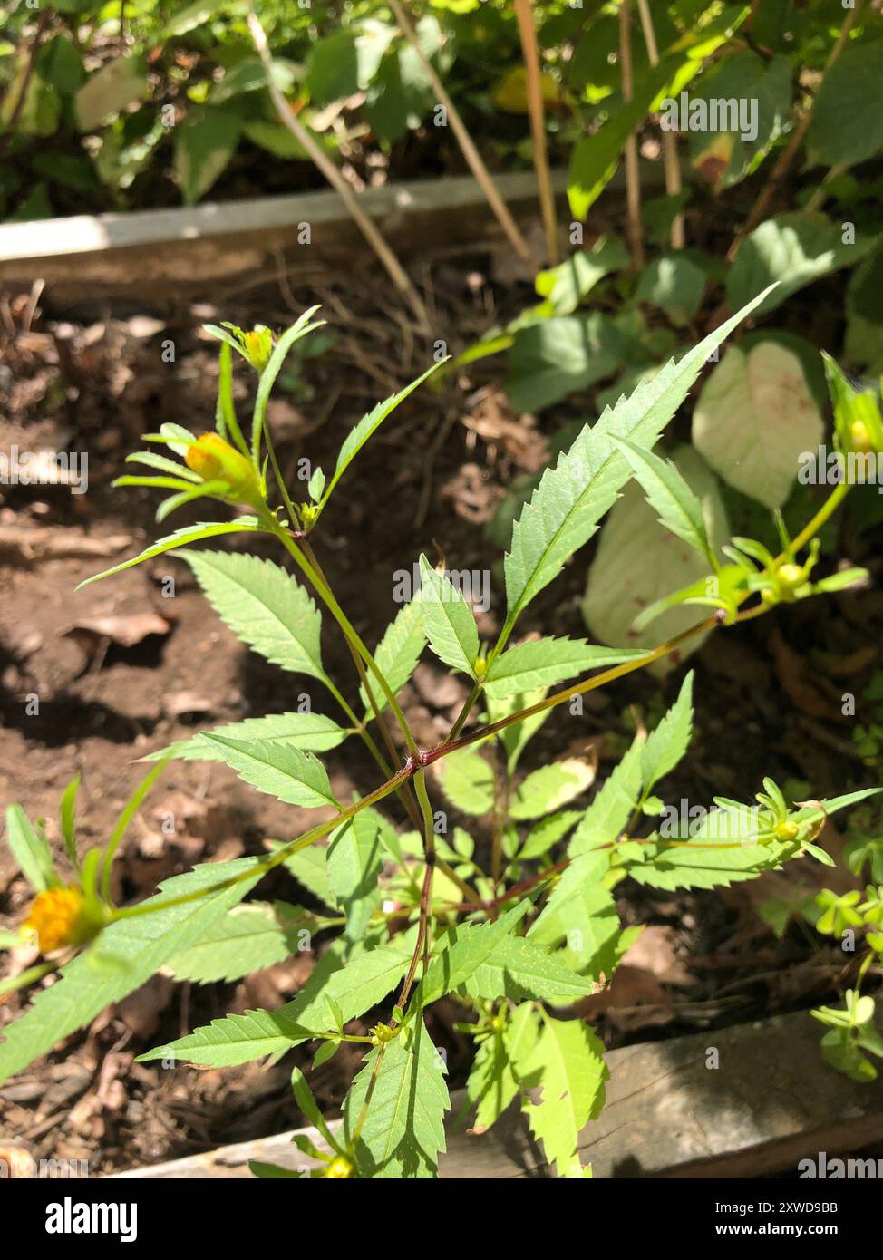 Devil's Beggarticks (Bidens frondosa) Plantae Stock Photo - Alamy