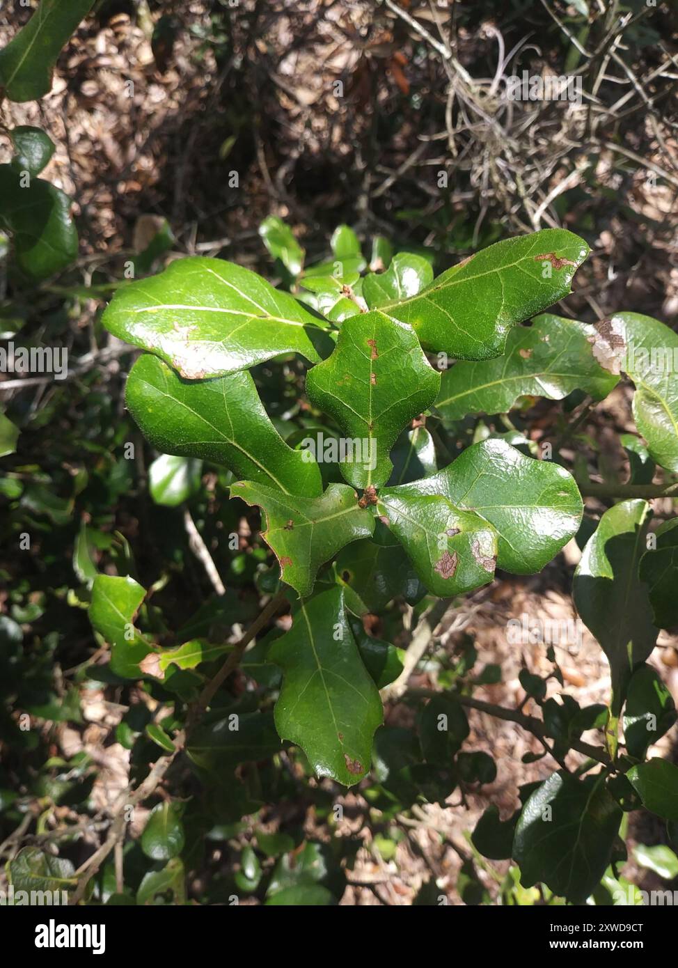 Myrtle Oak (Quercus myrtifolia) Plantae Stock Photo - Alamy