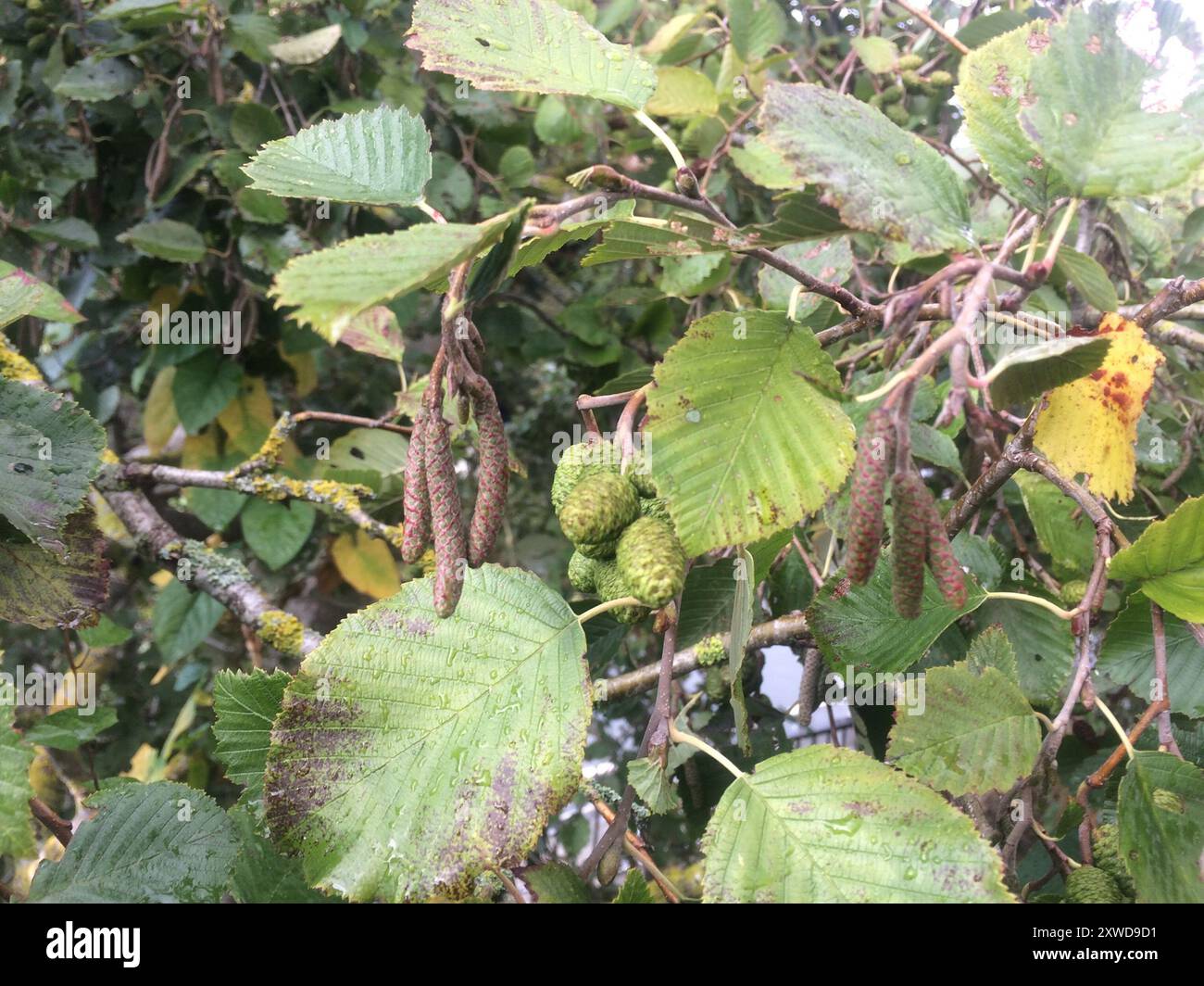common alder (Alnus glutinosa) Plantae Stock Photo - Alamy