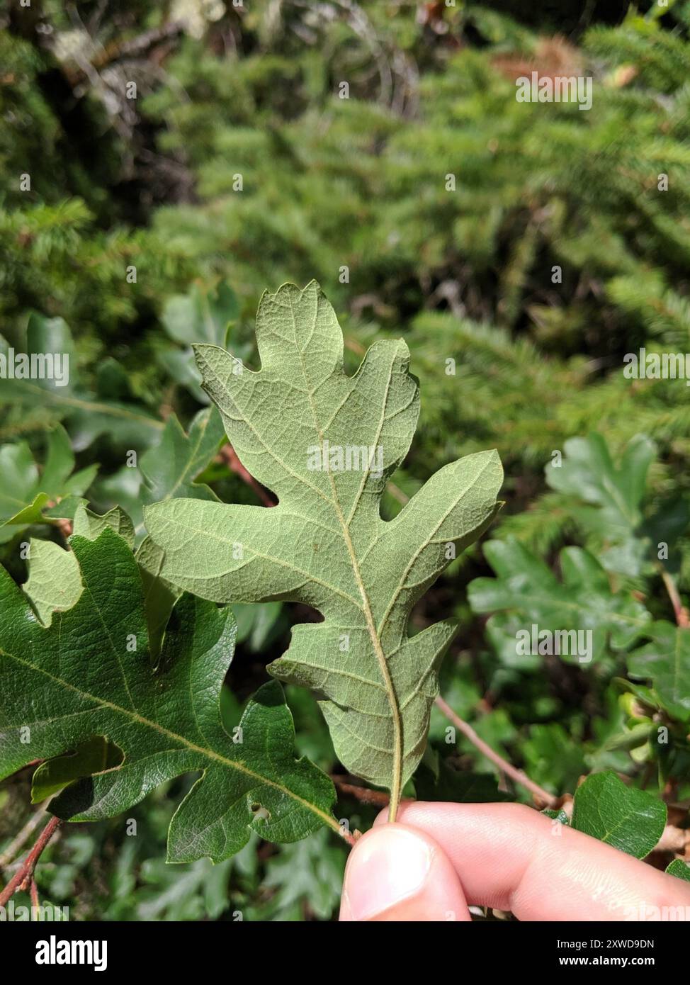 Oregon oak (Quercus garryana) Plantae Stock Photo - Alamy