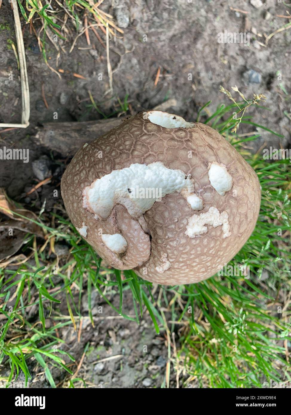 Purple-spored Puffball (Calvatia cyathiformis) Fungi Stock Photo - Alamy