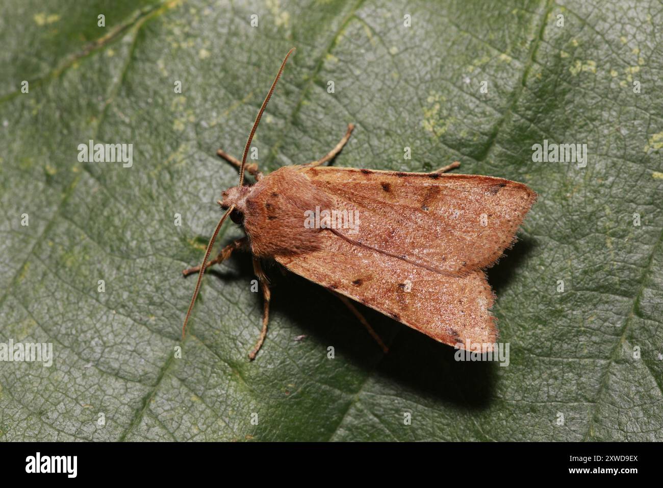Beaded Chestnut (Agrochola lychnidis) Insecta Stock Photo - Alamy