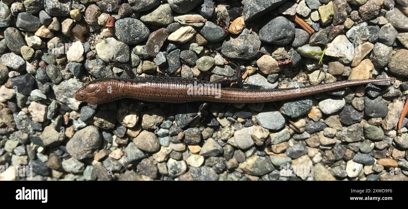 Northern Alligator Lizard (Elgaria coerulea) Reptilia Stock Photo - Alamy