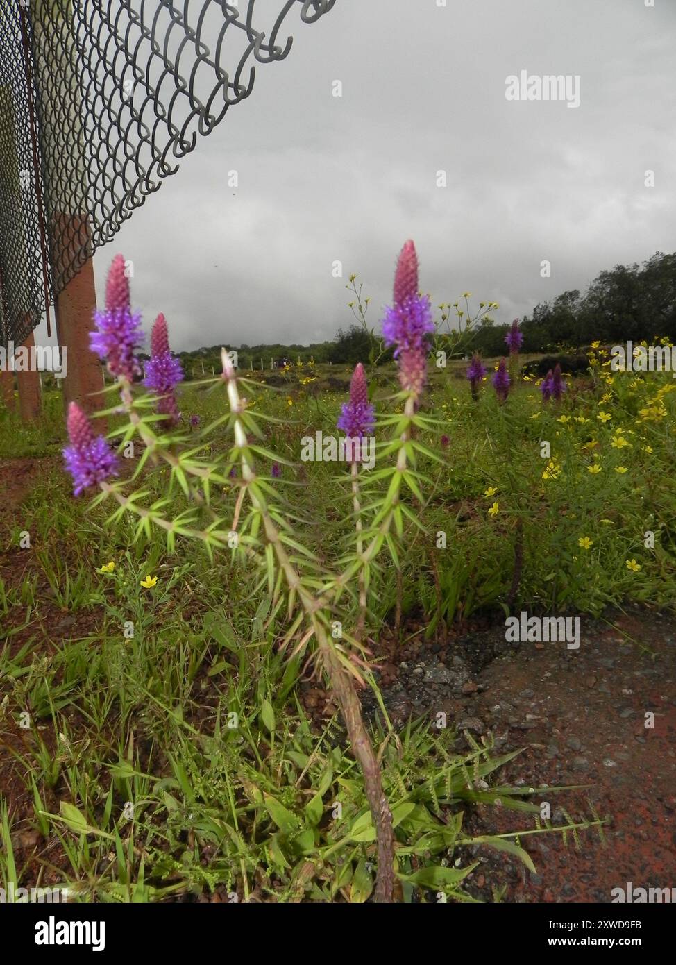 jambhli manjiri (Pogostemon deccanensis) Plantae Stock Photo - Alamy
