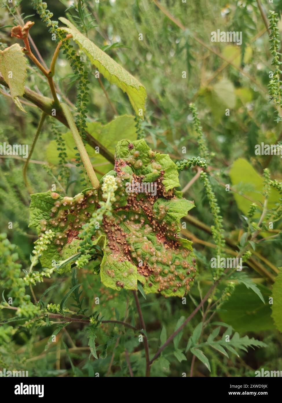 Grape Midge Galls (Vitisiella) Insecta Stock Photo - Alamy