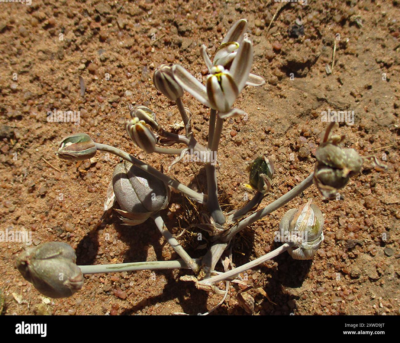 Thick Slime-lily (Albuca setosa) Plantae Stock Photo - Alamy