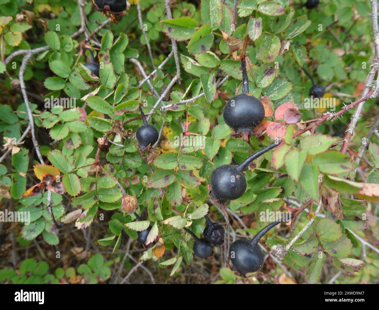Burnet Rose (Rosa spinosissima) Plantae Stock Photo - Alamy
