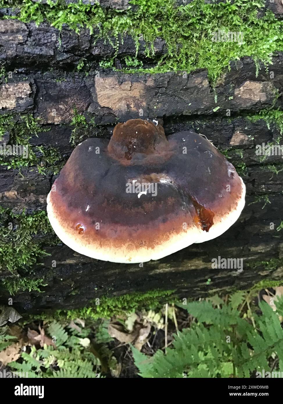Resinous Polypore (Ischnoderma resinosum) Fungi Stock Photo - Alamy