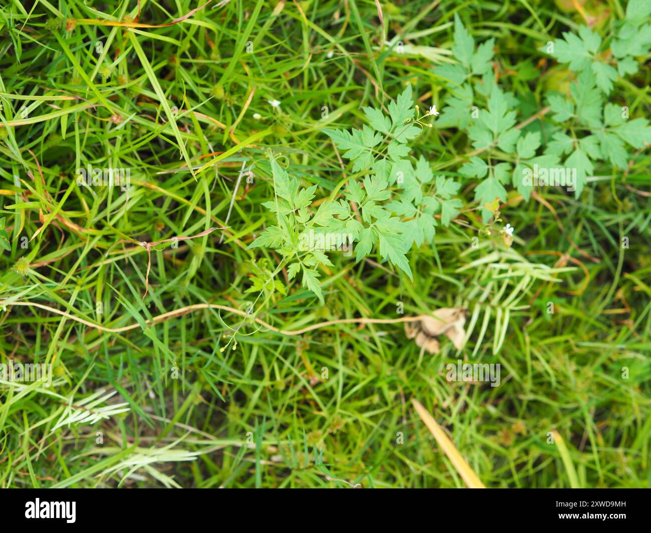 Lesser Balloon Vine (Cardiospermum halicacabum) Plantae Stock Photo - Alamy