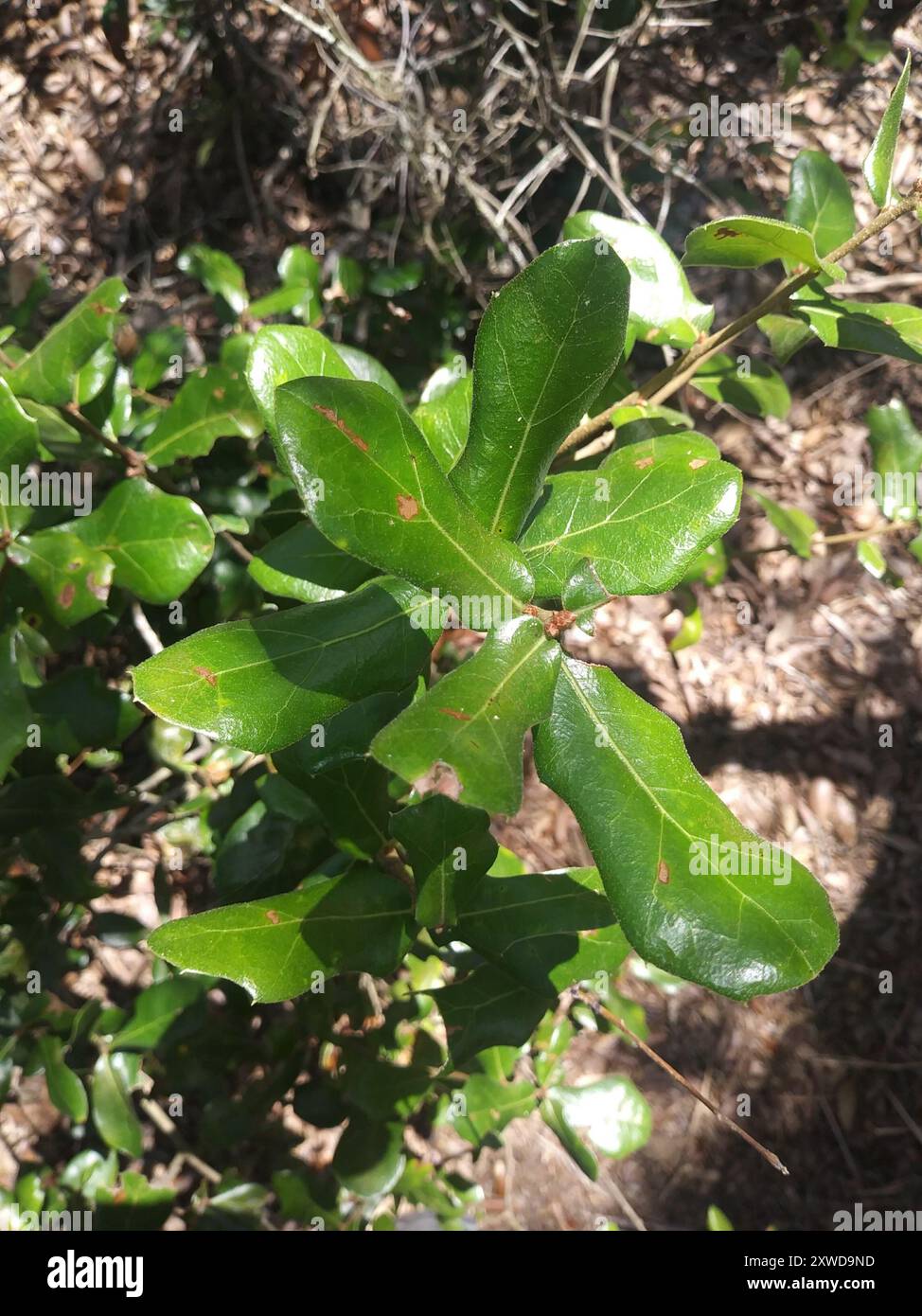 Myrtle Oak (Quercus myrtifolia) Plantae Stock Photo - Alamy