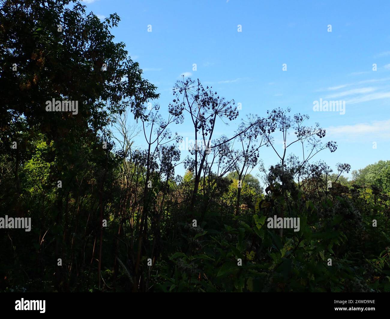 purple-stemmed angelica (Angelica atropurpurea) Plantae Stock Photo - Alamy