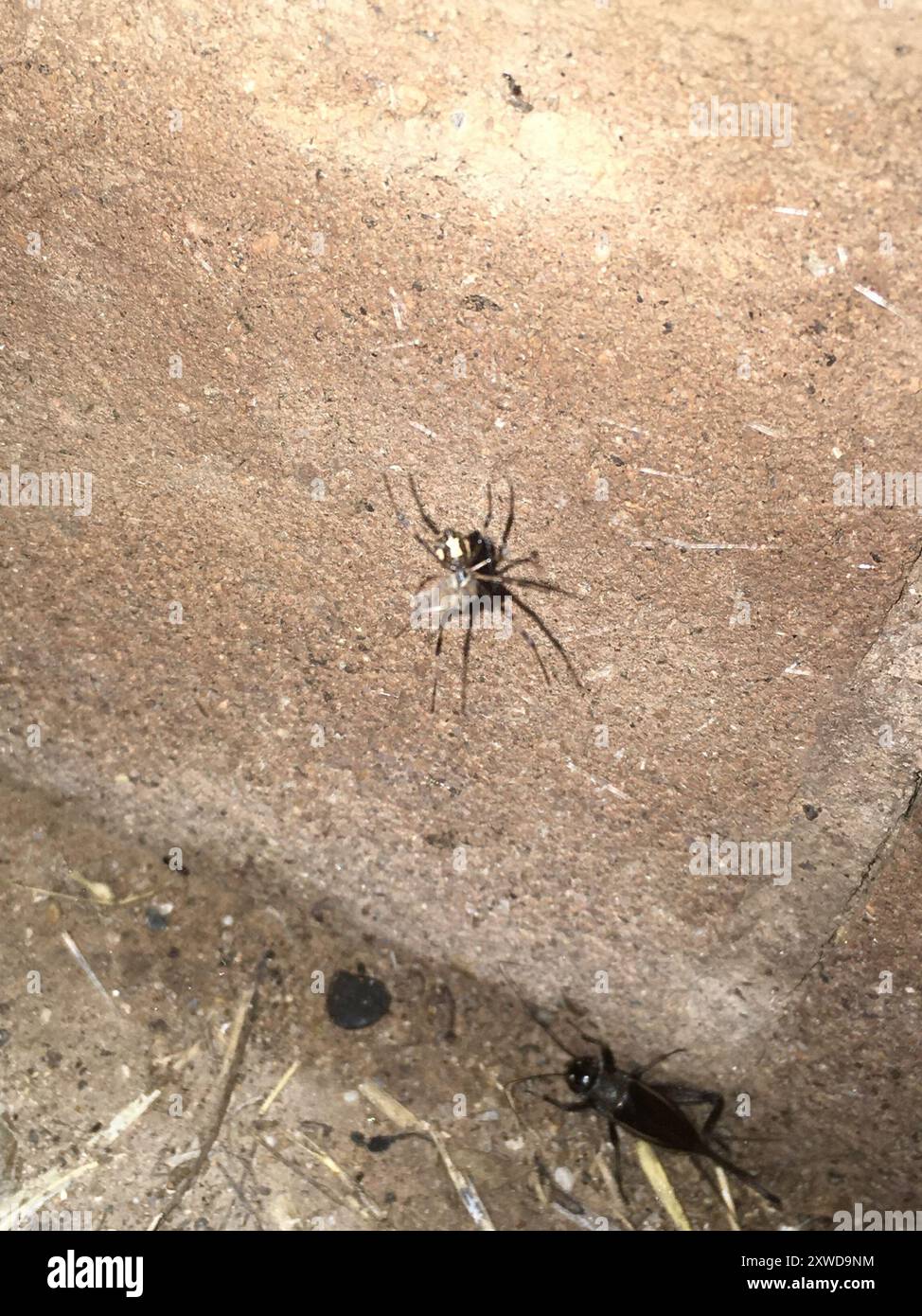Widow Spiders (Latrodectus) Arachnida Stock Photo - Alamy