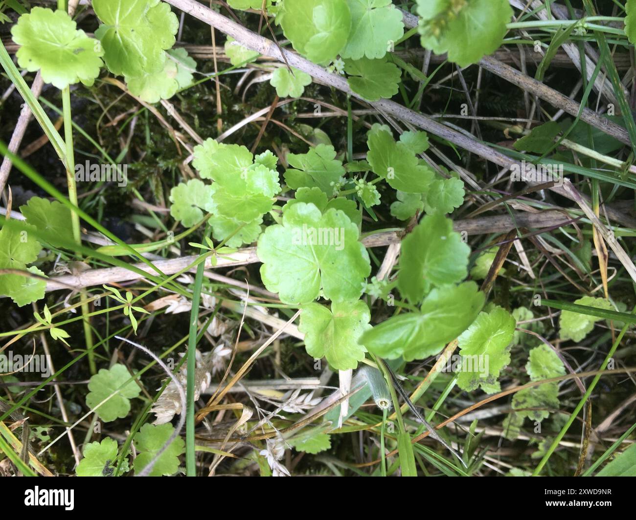 Hydrocotyle americana hi-res stock photography and images - Alamy