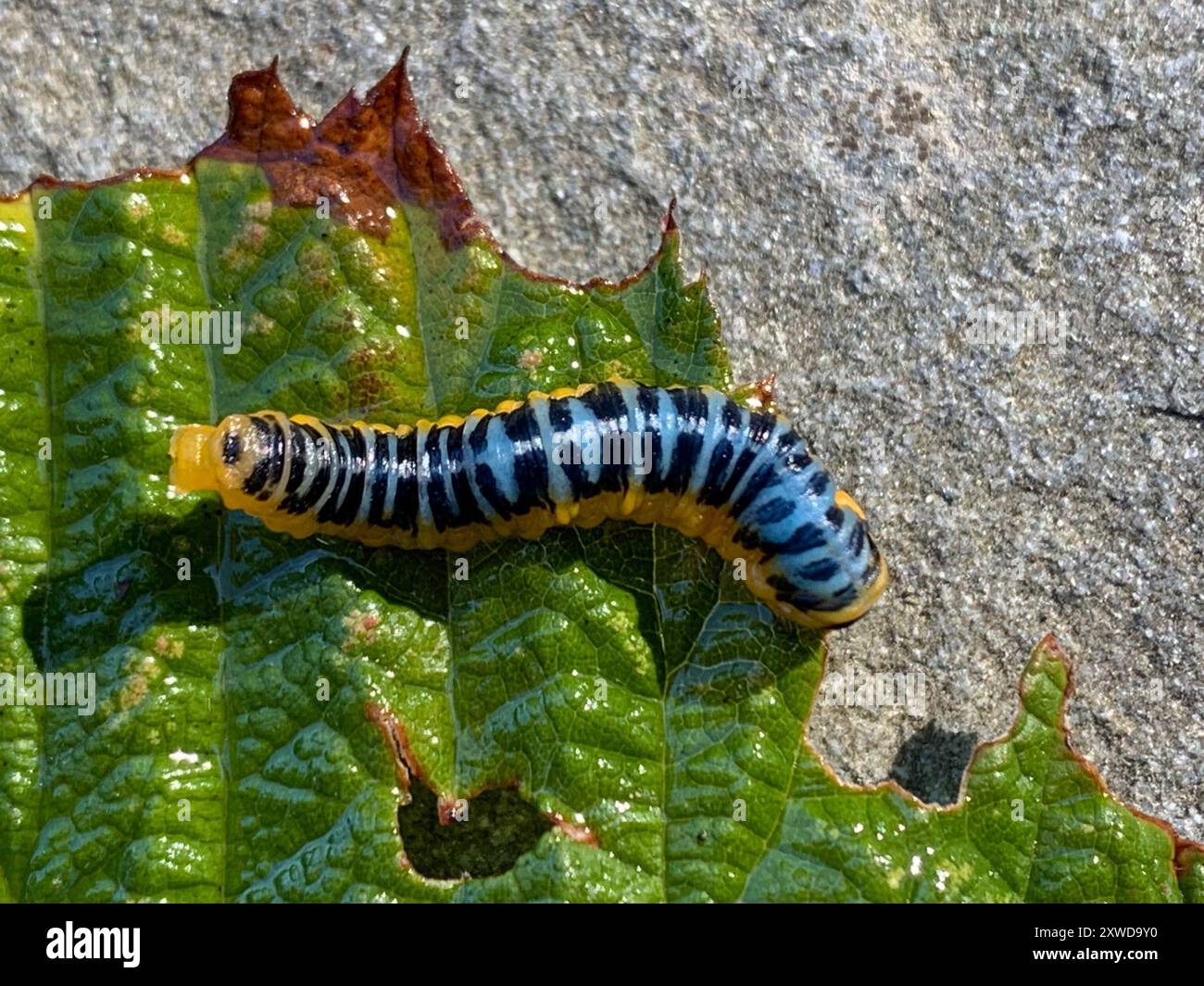 Tarsatus hi-res stock photography and images - Alamy