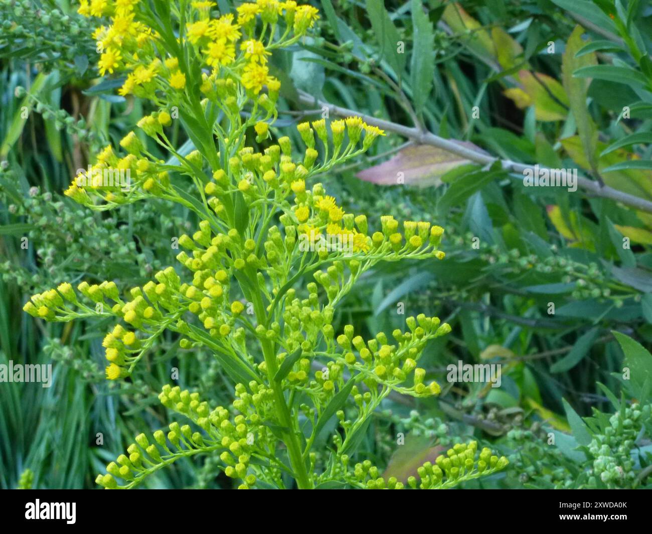northern seaside goldenrod (Solidago sempervirens) Plantae Stock Photo ...