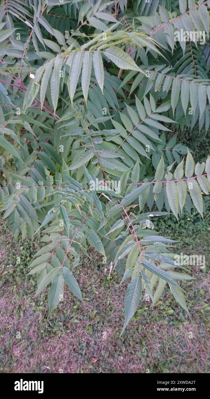 smooth sumac (Rhus glabra) Plantae Stock Photo - Alamy