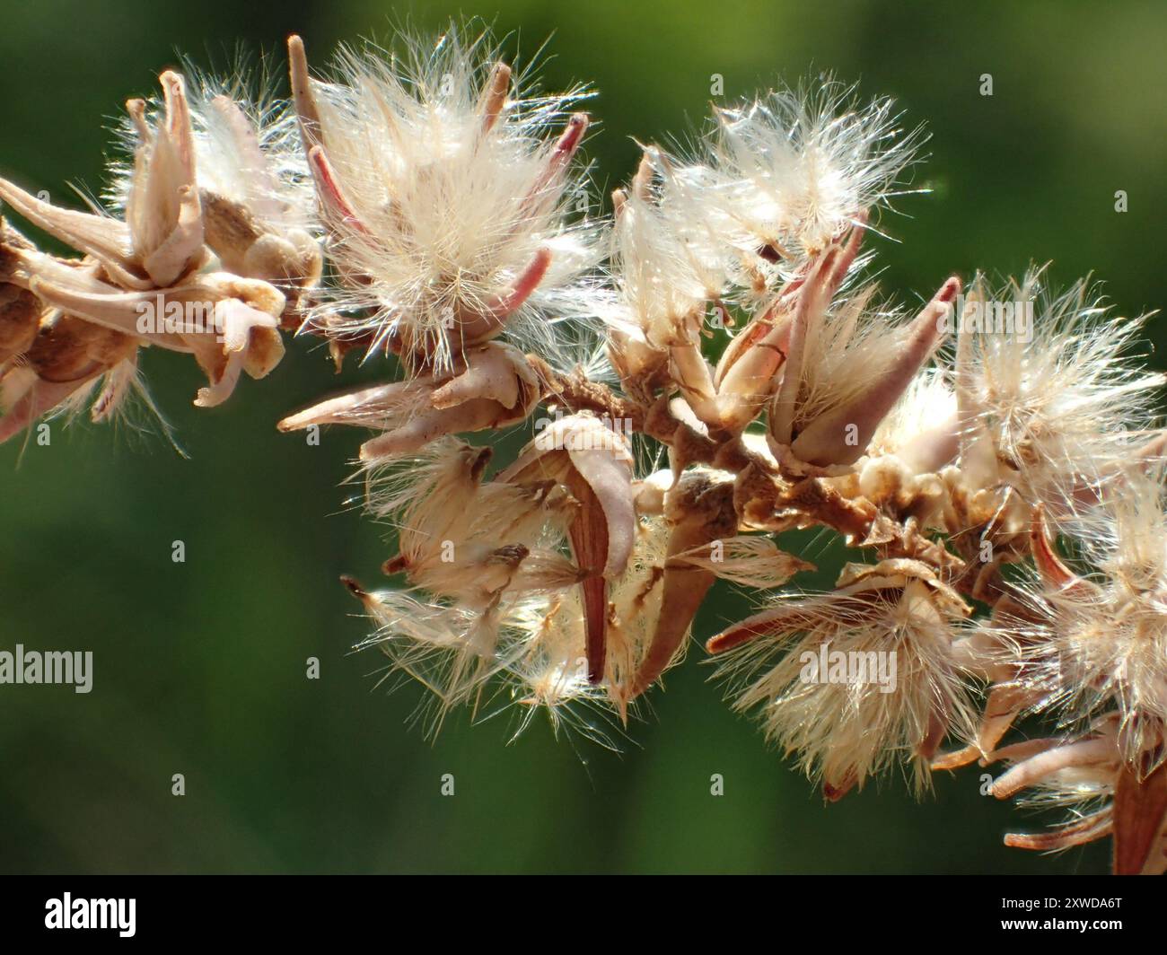 Athel hi-res stock photography and images - Alamy