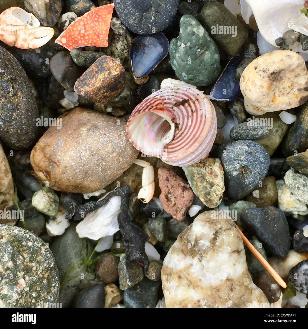 Blue ringed top snail hi-res stock photography and images - Alamy