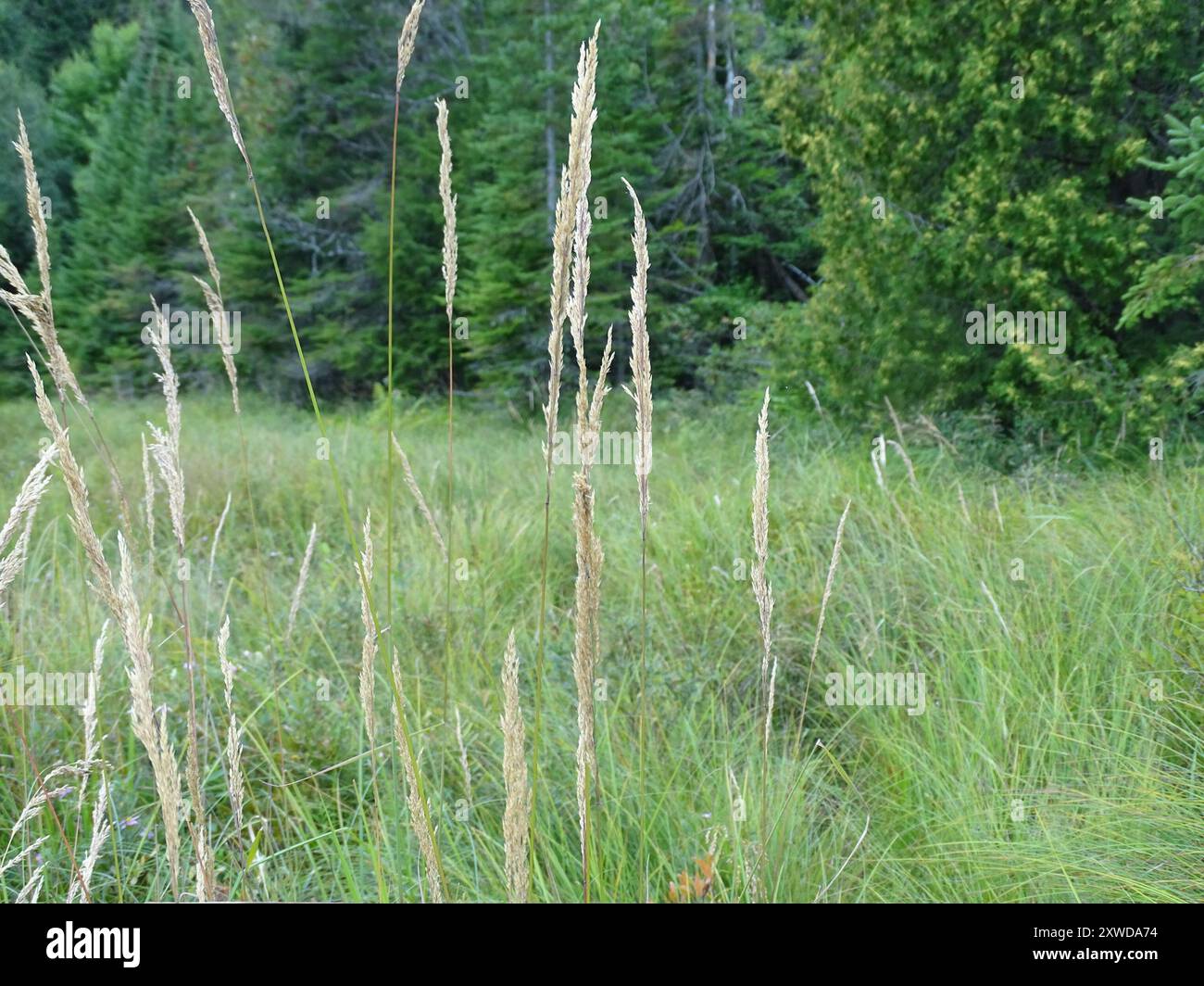 canadian bluejoint (Calamagrostis canadensis) Plantae Stock Photo - Alamy