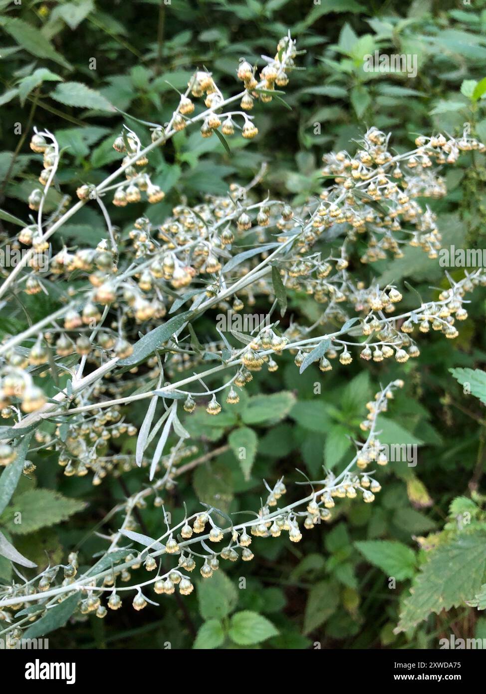 absinthe wormwood (Artemisia absinthium) Plantae Stock Photo - Alamy