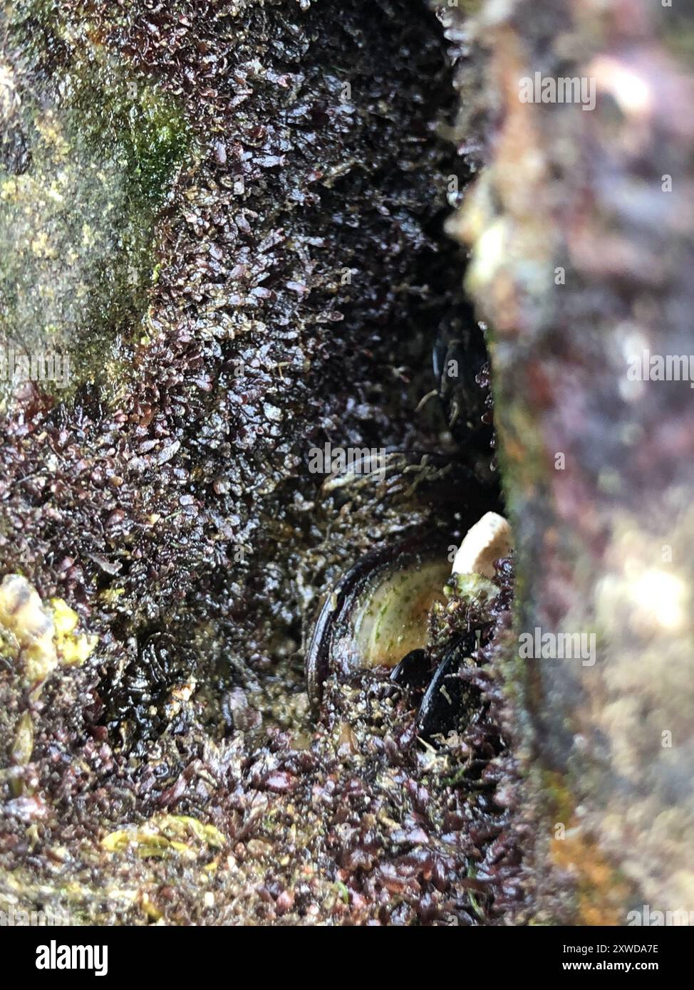 red algae (Rhodophyta) Plantae Stock Photo - Alamy