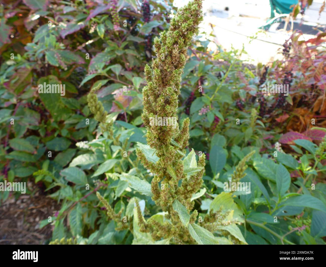 Redroot Amaranth (Amaranthus retroflexus) Plantae Stock Photo - Alamy