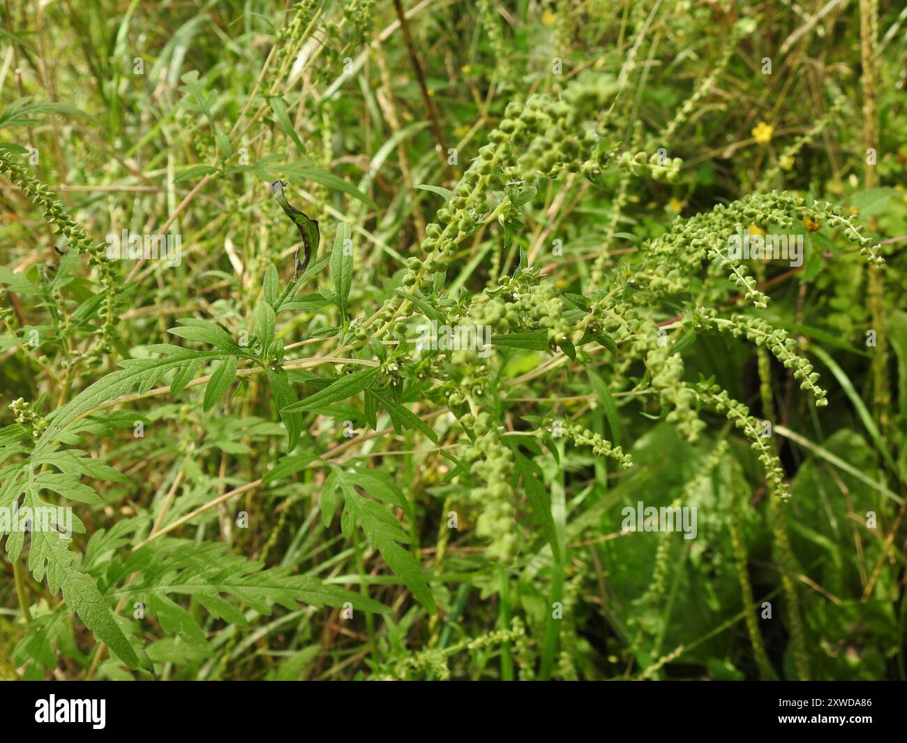 common ragweed (Ambrosia artemisiifolia) Plantae Stock Photo - Alamy