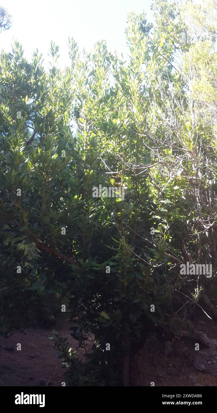 Laurus novocanariensis hi-res stock photography and images - Alamy