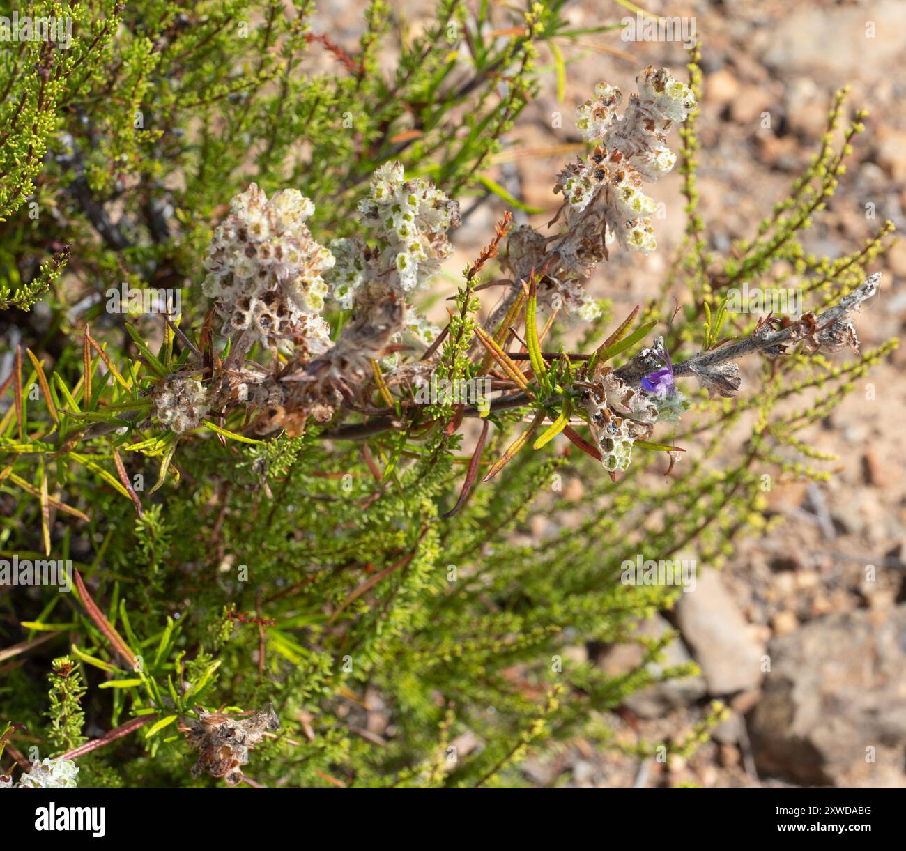 woolly bluecurls (Trichostema lanatum) Plantae Stock Photo - Alamy