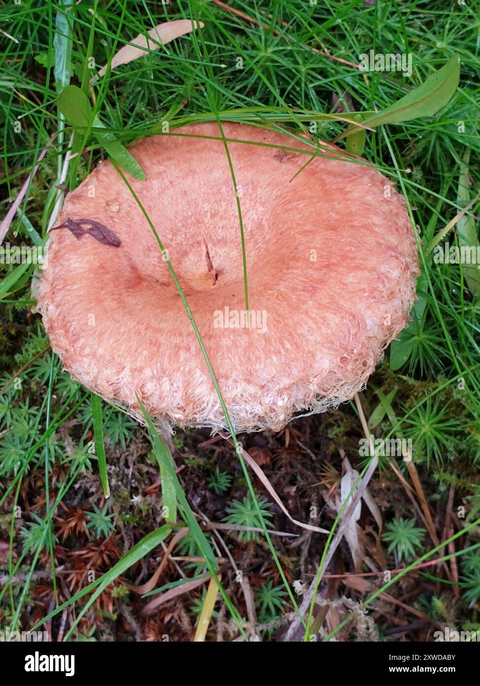 Woolly Milkcap (Lactarius torminosus) Fungi Stock Photo - Alamy