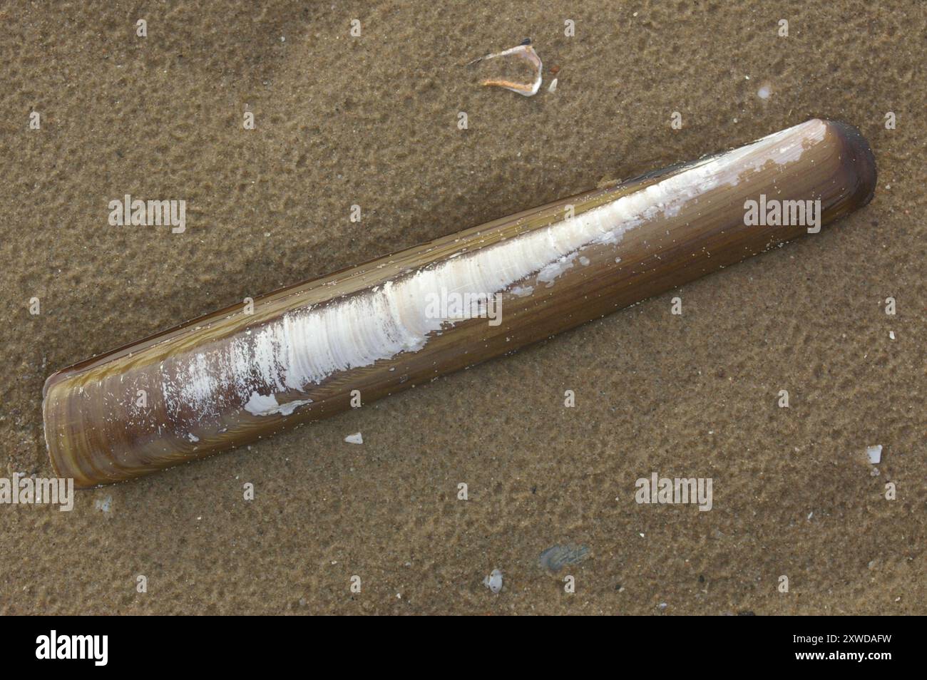 Pod Razor (Ensis siliqua) Mollusca Stock Photo - Alamy