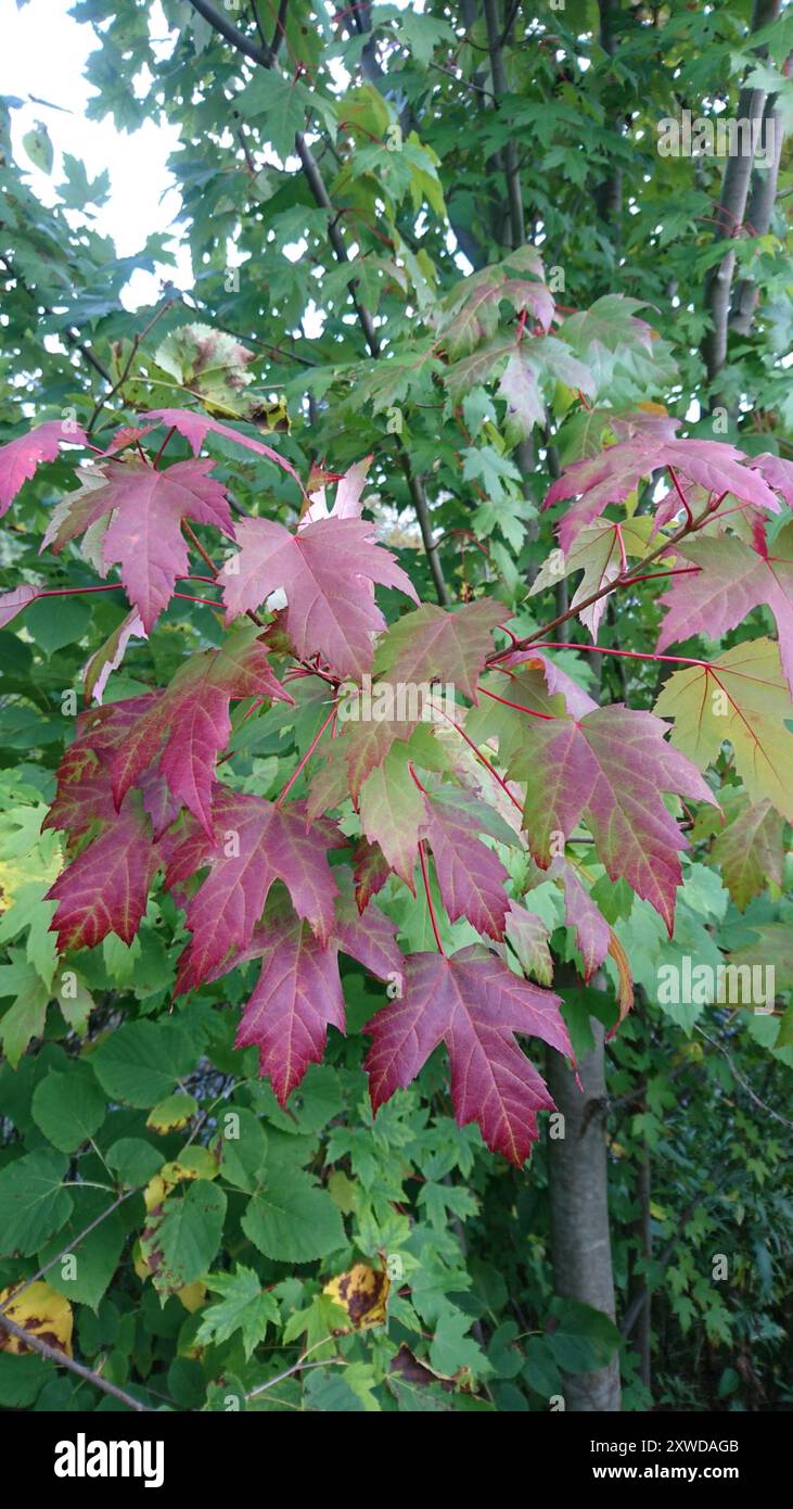Freeman's Maple (Acer × freemanii) Plantae Stock Photo - Alamy