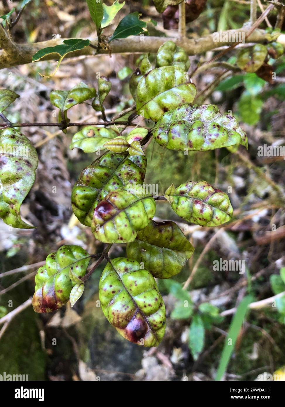 Ramarama (Lophomyrtus bullata) Plantae Stock Photo - Alamy