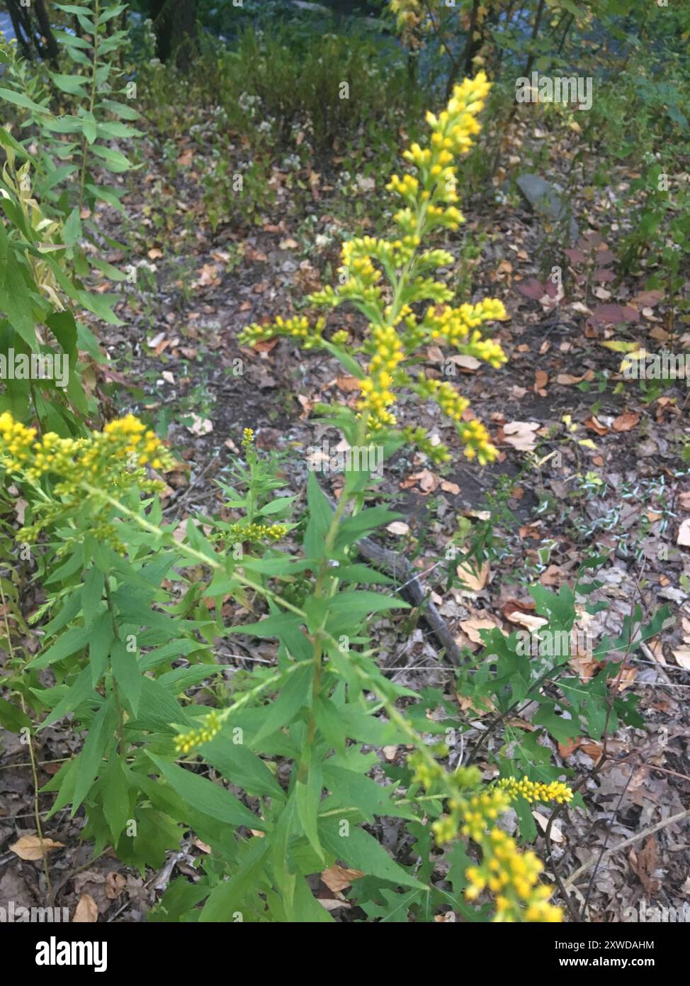 common wrinkle-leaved goldenrod (Solidago rugosa) Plantae Stock Photo ...