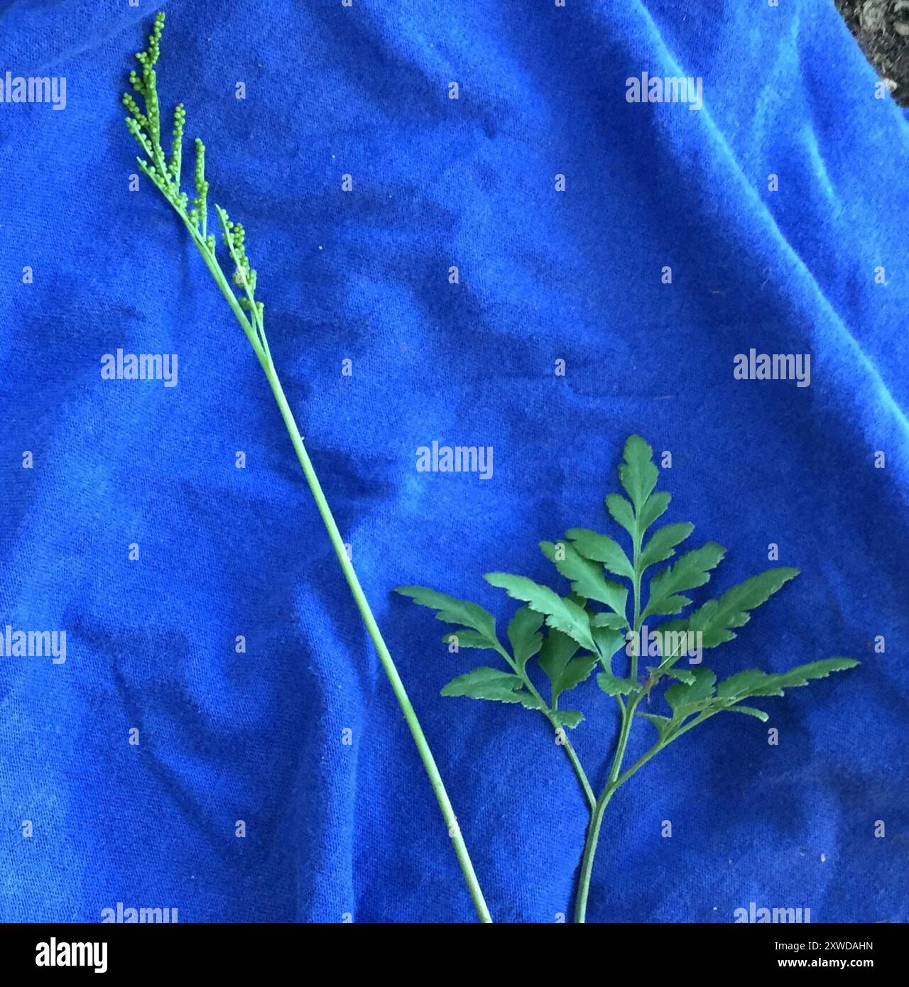 Cutleaf Grapefern (Sceptridium dissectum) Plantae Stock Photo - Alamy